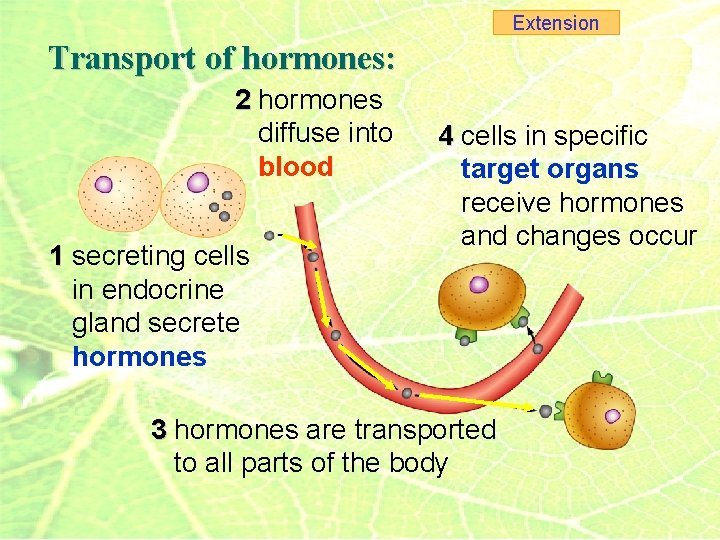 What is she doing Injection What is inside