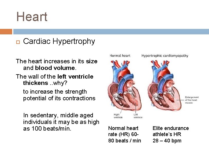 LONG TERM EFFECTS OF EXERCISE ON THE BODY