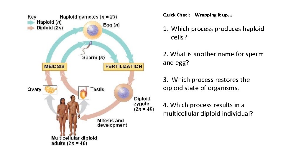 Cell Reproduction Mitosis Meiosis Variation Asexual Reproduction Quick