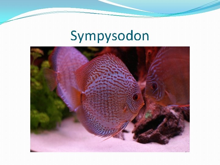 Fish Stephanie Josselyn Colleen Owen Bubble Eye Goldfish