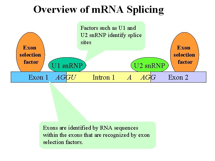 Overview of m RNA Splicing Exon selection factor