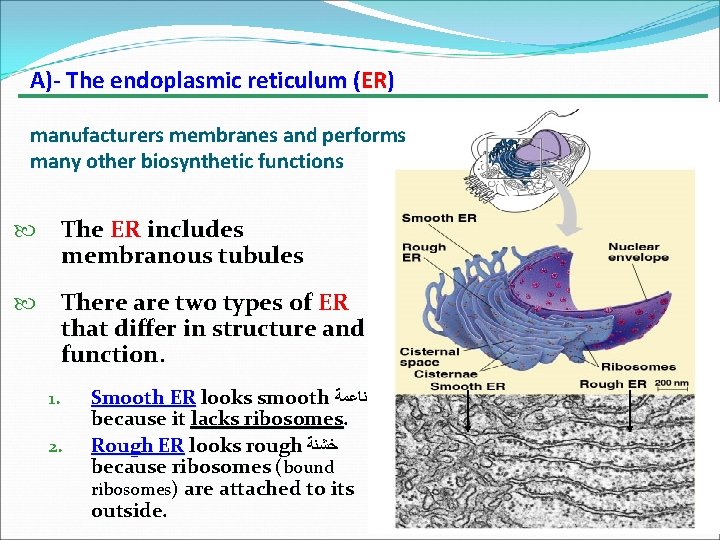 Lecture 4 The Cell 2 Ribosomes build the