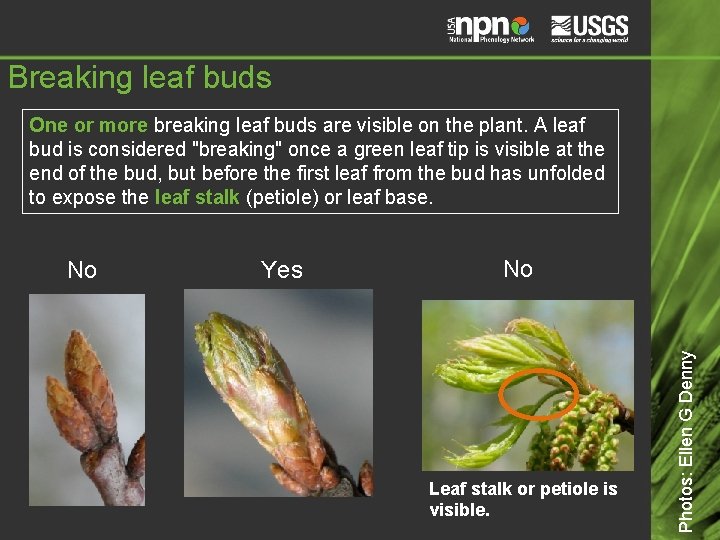 Basic Botany and Intensity Estimation Part 2 How