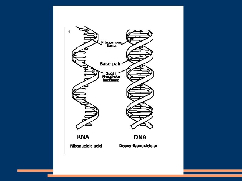 DNA and RNA History Rosalind Franklin 1951produced photos