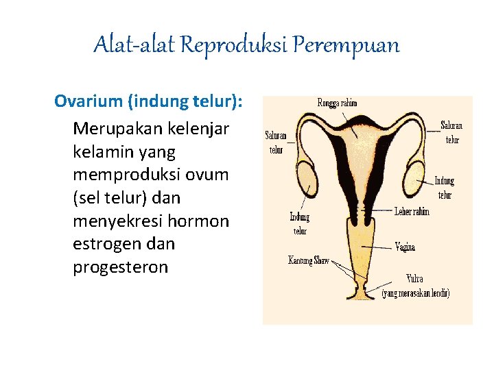 TERMINOLOGI II Patologi Sistem Reproduksi Wanita By Sarah