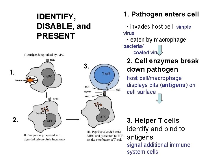 The Immune System the bad guys The good