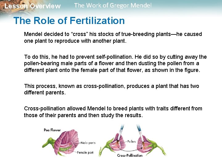 The Work of Gregor Mendel Lesson Overview Vocabulary