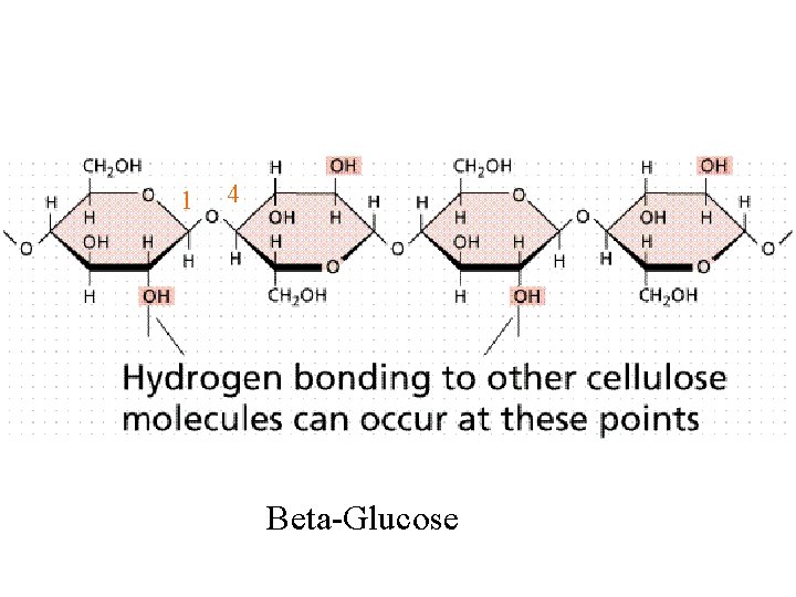 Carbohydrates Water of carbon Functions Provides and stores