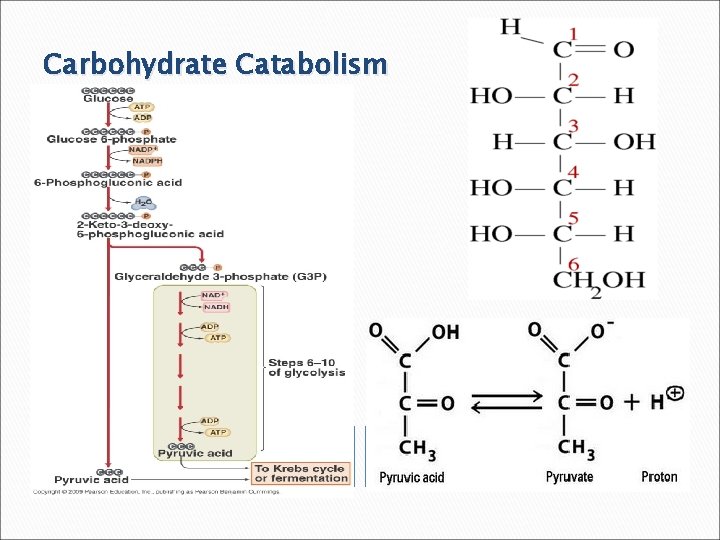 Metabolism Microbiology for the Health Sciences Definition of