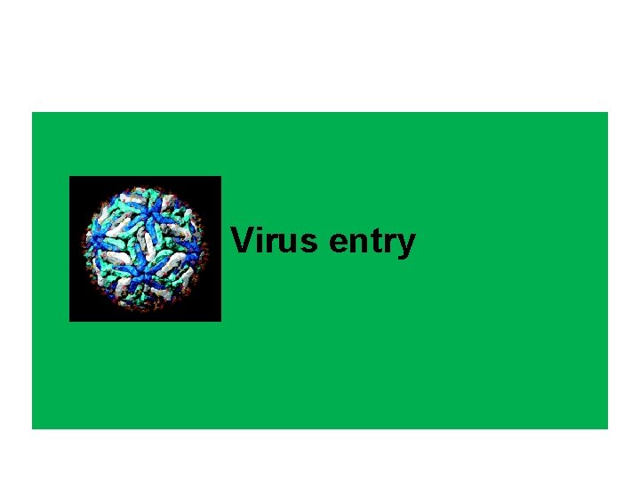 Virus binding and entry Virology lecture 3 Dr