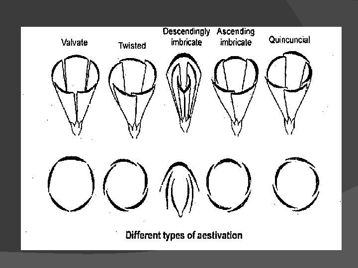 PRINCIPALS OF FLOWERING PLANTS TAXONOMY BOT 222 Dr