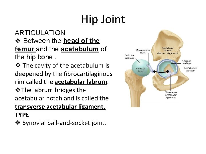 Lower Limb Joints Dr Amal Albtoosh AlRawashdeh Hip