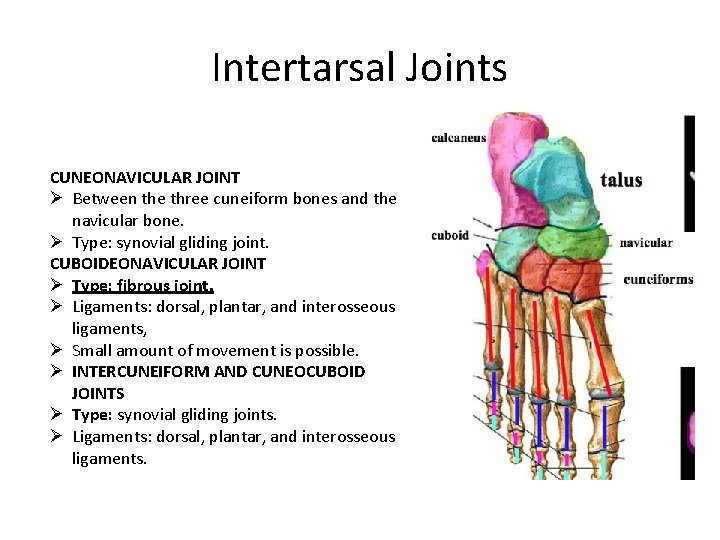 Lower Limb Joints Dr Amal Albtoosh AlRawashdeh Hip