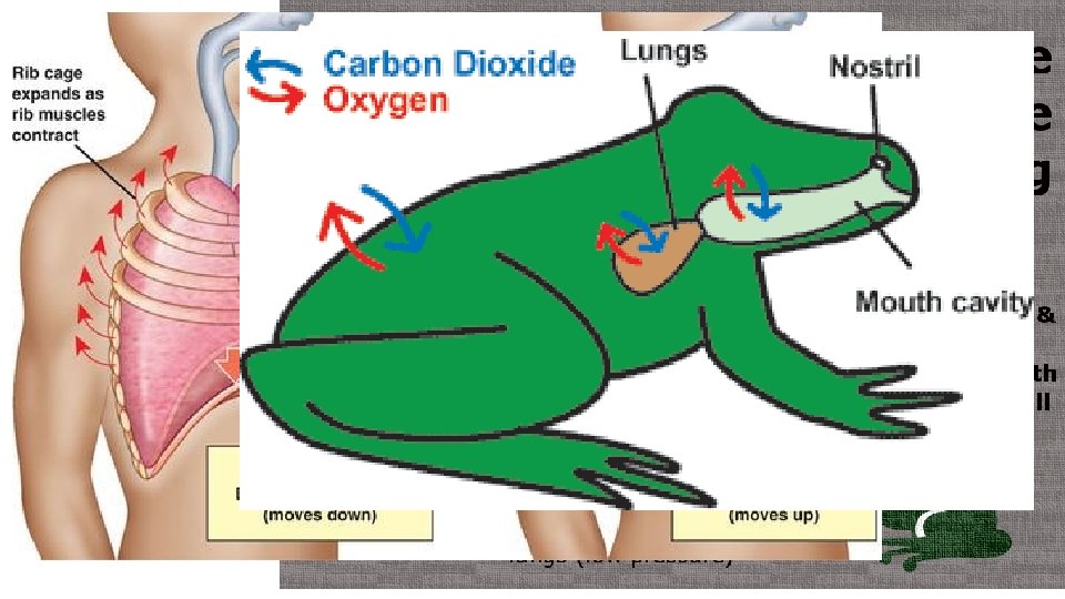 Frog Anatomy Introducing the Frog Belong to the