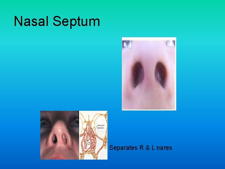 Just Breathe Respiratory System HST Functions of the