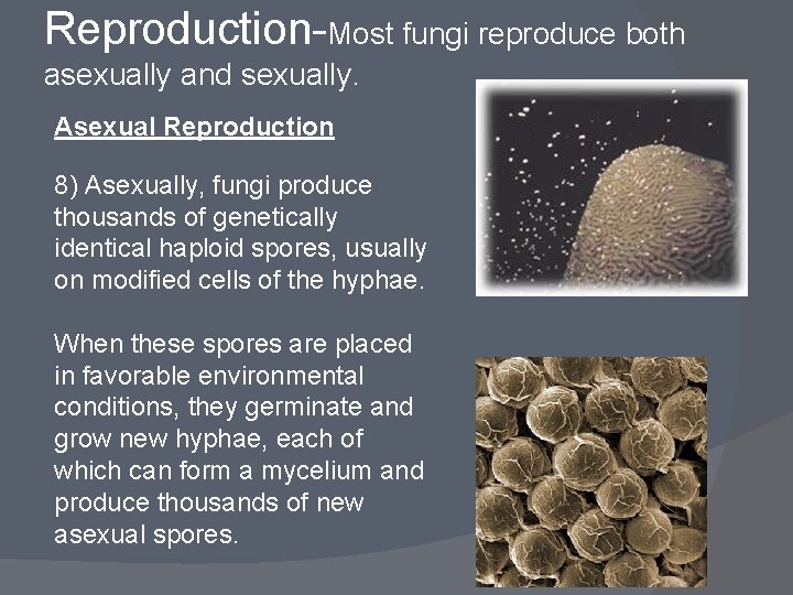 FUNG I FUNGI Characteristics 1 Fungi are Eukaryotic