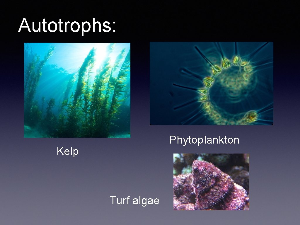 Coral Reefs A marine biome By Paloma Cruz