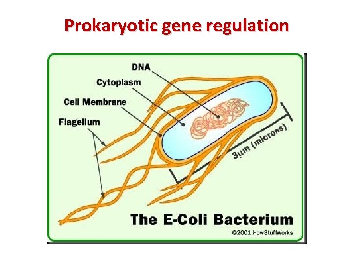 Prokaryotic gene regulation Group 1 Akhtar Ali Lucile