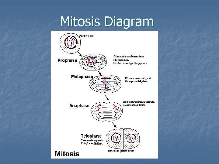 Cell Structure and Function What is Cytology The