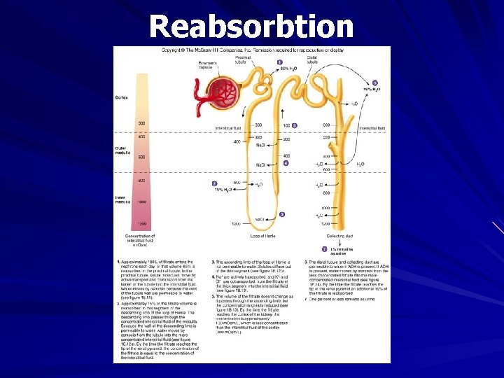 Urinary System Function 1 2 of blood and