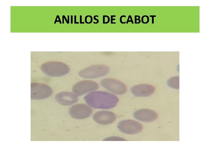 DRA LOIDA CABALLERO TALLER DE MORFOLOGIA CTEDRA DE