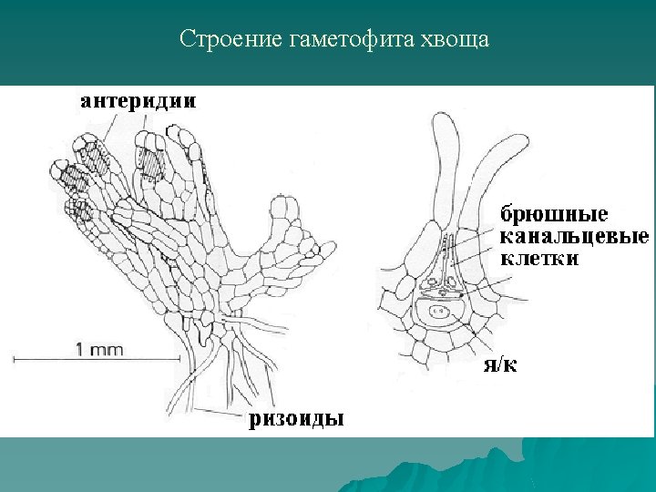 Equisetum giganteum EQUISETOPHYTA 1 Sphenophyllopsida Bowmanitidopsida ...
