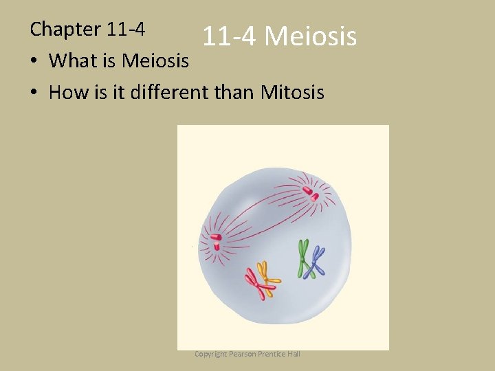 Chapter 11 4 Meiosis What is Meiosis How