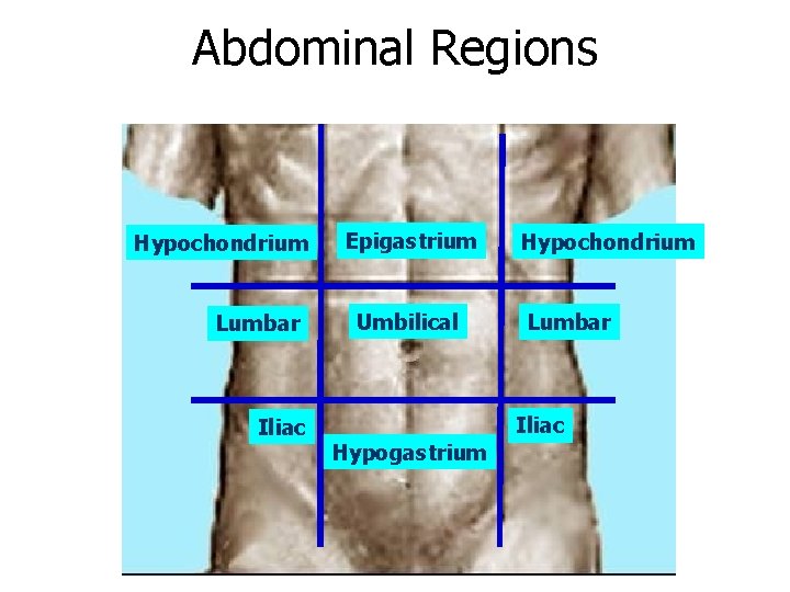 Abdomen 1 Human Structure and Development ANHB 2212