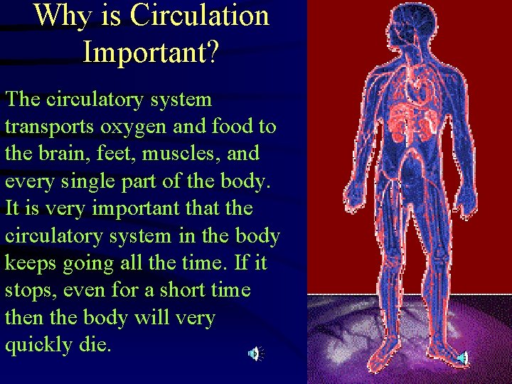 Circulatory System The transportation system of the body