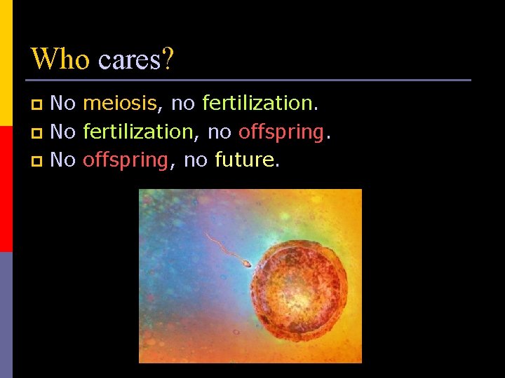 Meiosis Some Mitosis Review What do we know