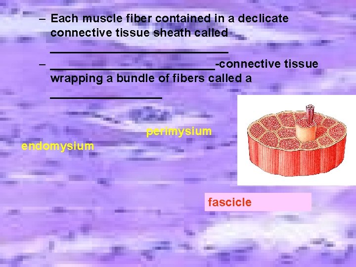 Chapter 6 The Muscular System I Overview of