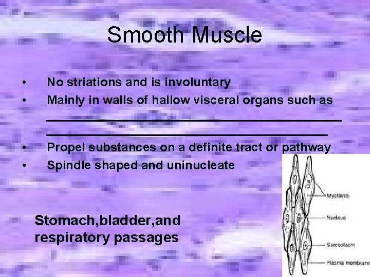 Chapter 6 The Muscular System I Overview of