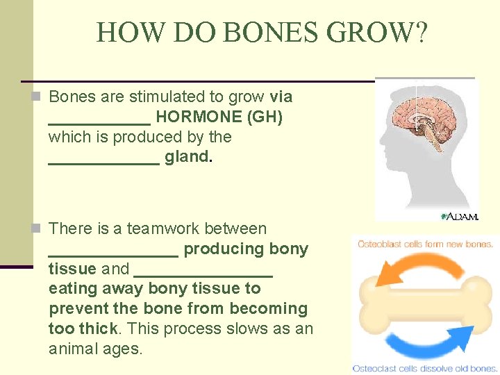 THE SKELETAL SYSTEM CH 6 INTRODUCTION TO CHAPTER