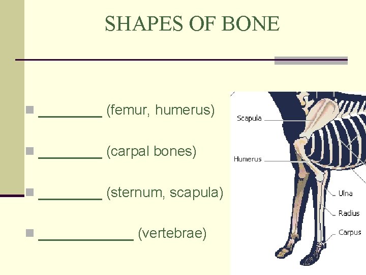 THE SKELETAL SYSTEM CH 6 INTRODUCTION TO CHAPTER