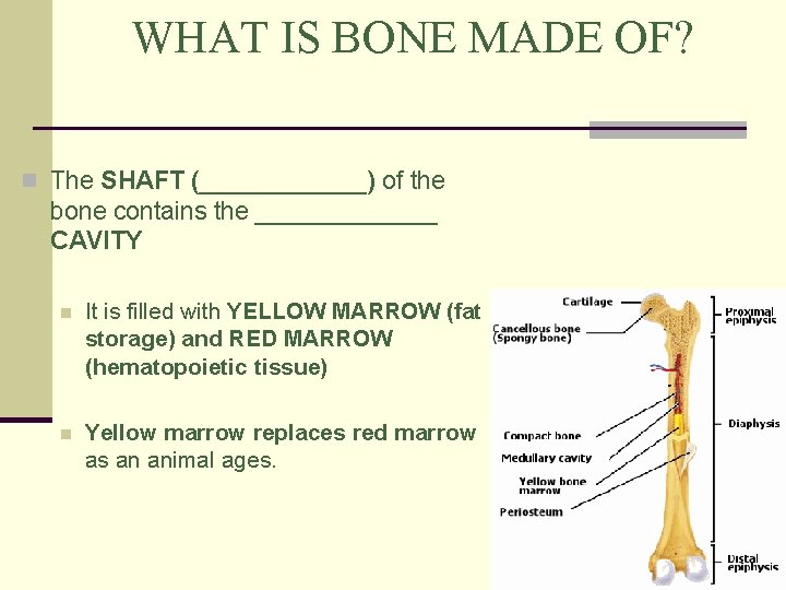 THE SKELETAL SYSTEM CH 6 INTRODUCTION TO CHAPTER