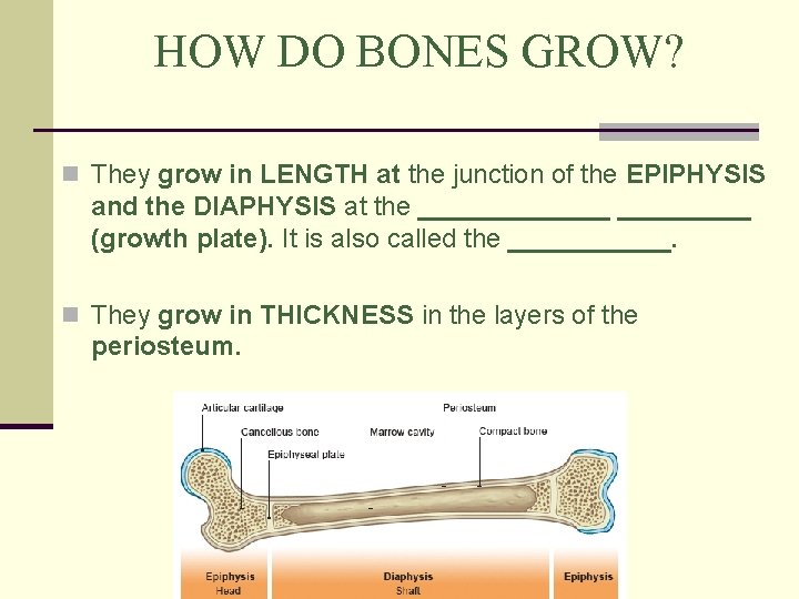 THE SKELETAL SYSTEM CH 6 INTRODUCTION TO CHAPTER