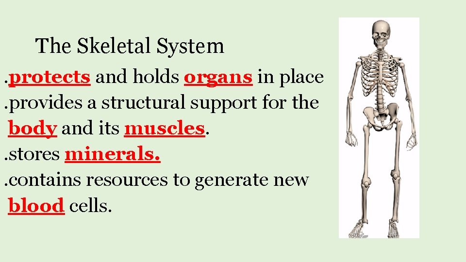Human Body Systems Structure and Function The student