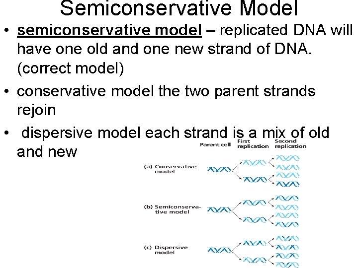 DNA Structure and Function The Molecular Basis of