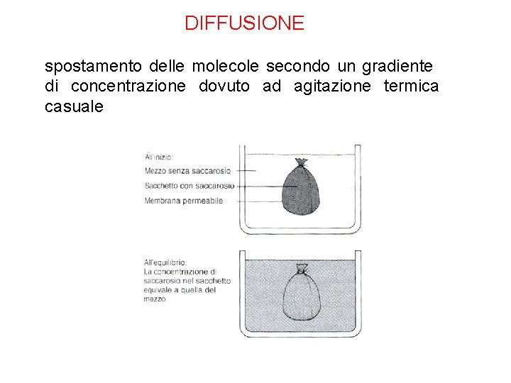 TRASPORTO DI MEMBRANA movimento di molecole e ioni