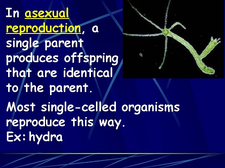 Characteristics of Living Things All living things Sense