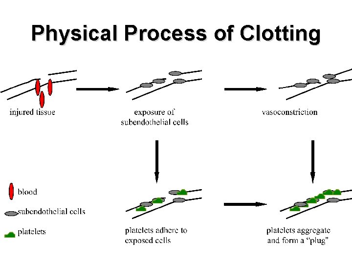 ANTICOAGULANT DRUGS Dr V V Gouripur Clotting Process