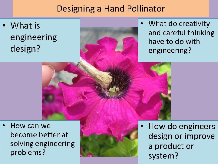 Mariana Becomes a Butterfly Obj 1 Identify a