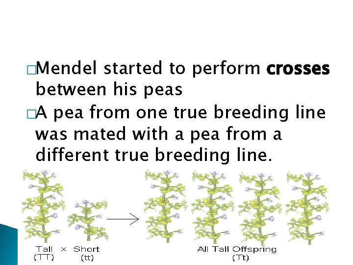 Genetics Gregor Mendel 1822 1884 Austrian Monk Spent