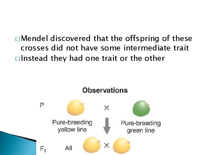Genetics Gregor Mendel 1822 1884 Austrian Monk Spent