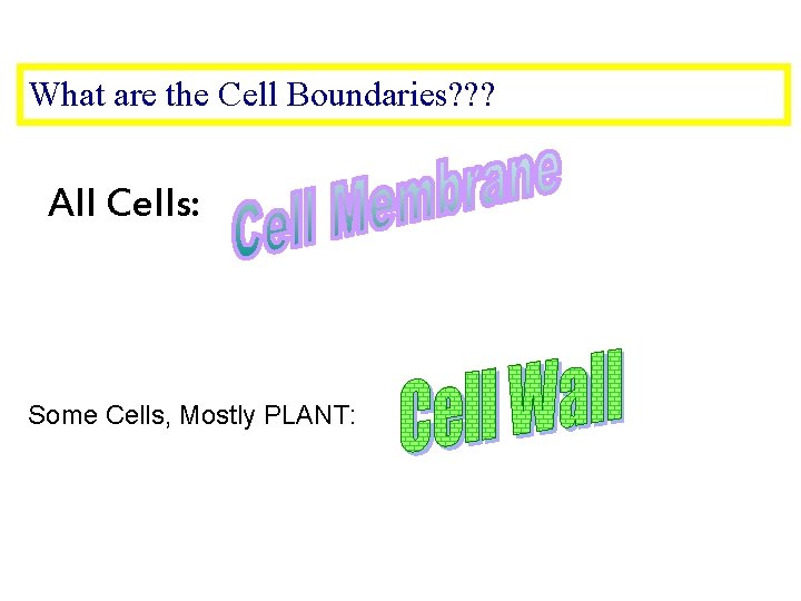 What are the Cell Boundaries All Cells Some