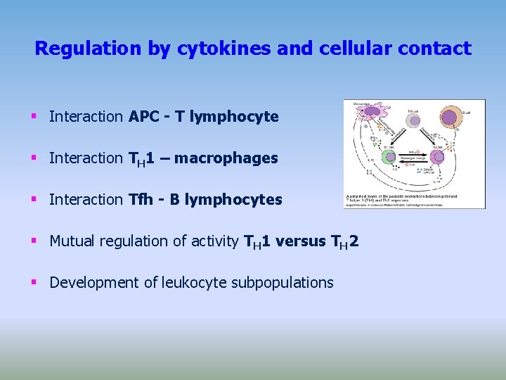 Physiological mechanisms of regulation of the immune system