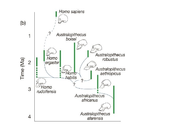 Living Fossils 200 mya Morphological stasis in horseshoe