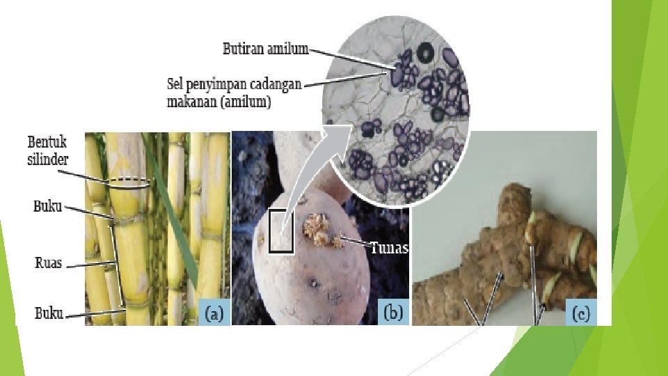 STRUKTUR DAN FUNGSI TUMBUHAN Oleh Kiki Chinka Dewi