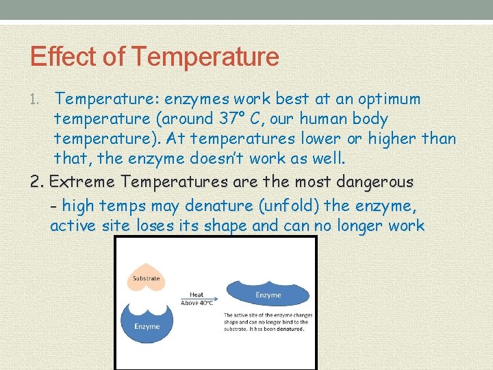ENZYME CONDITIONS Biology 82813 Conditions that Affect Enzyme