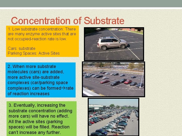 ENZYME CONDITIONS Biology 82813 Conditions that Affect Enzyme